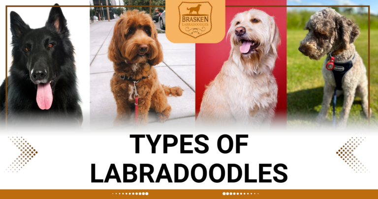 The Various Types of Labradoodles - Brasken Labradoodles
