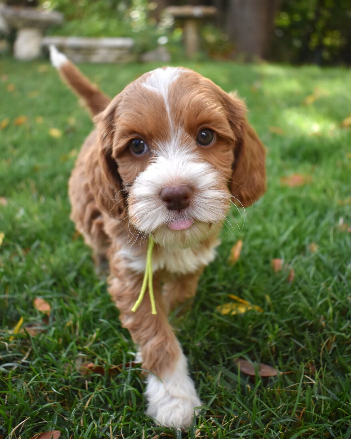 Labradoodle Puppies for Sale | In-Home California Breeder