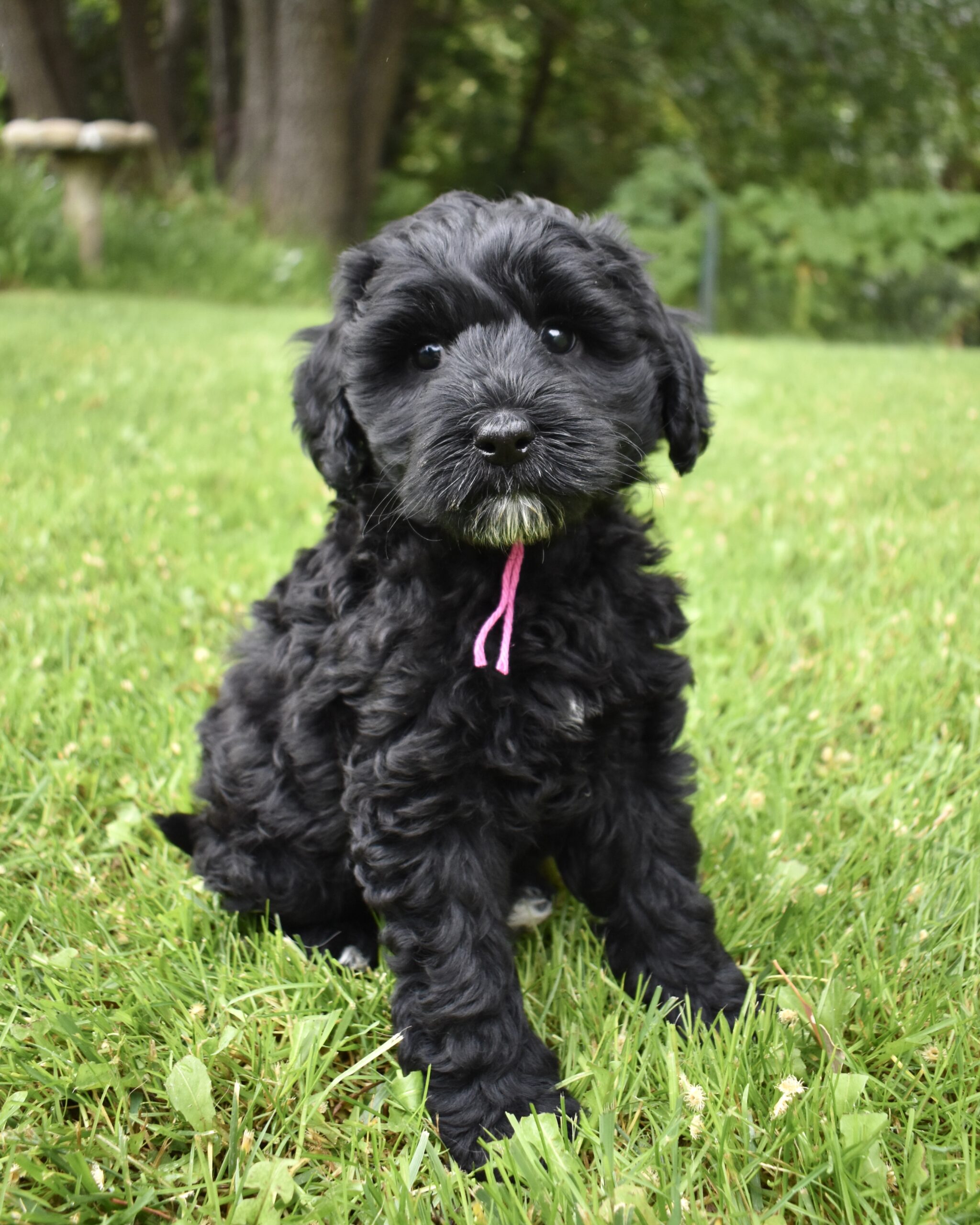 AVAILABLE PUPPIES - Brasken Labradoodles