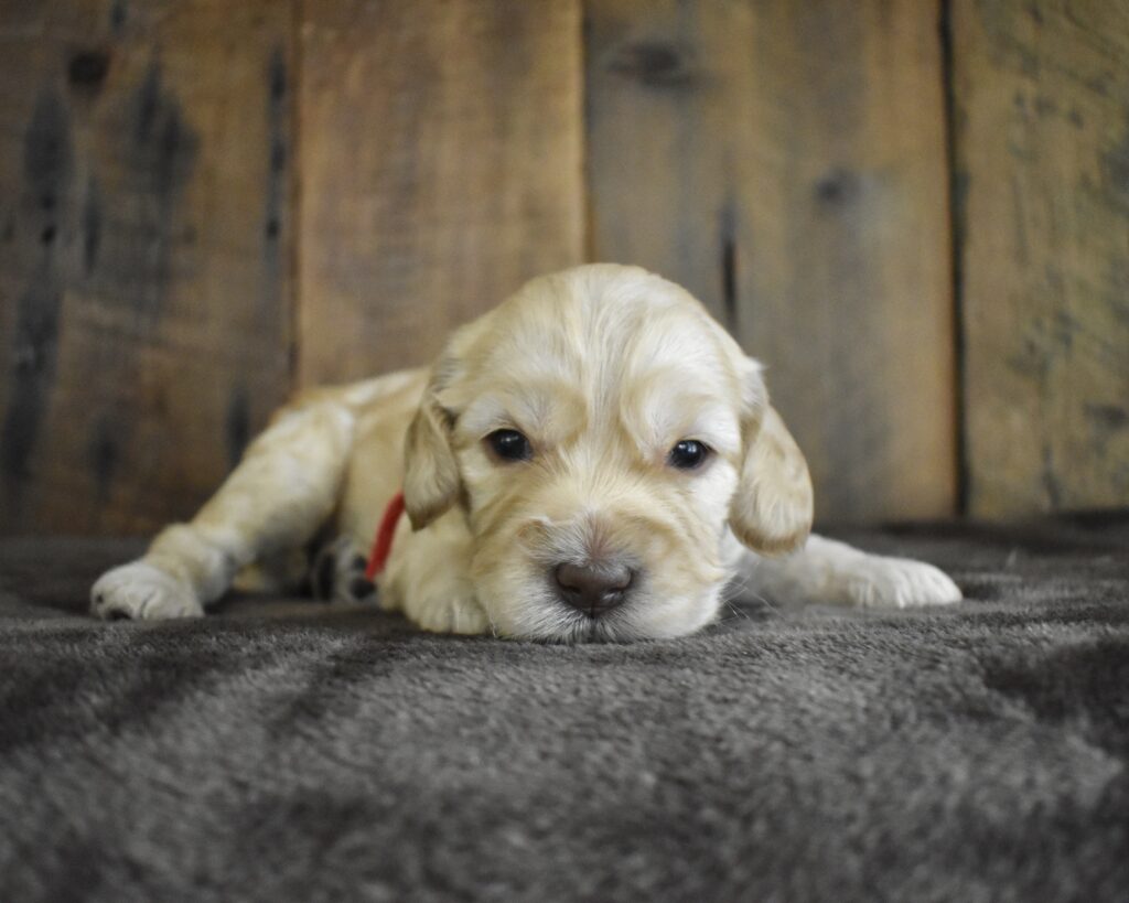 Adorable Mini Labradoodles For Sale - Get Yours Now! - Brasken Labradoodles