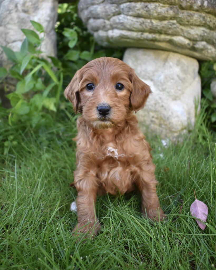 Adorable Mini Labradoodles For Sale - Get Yours Now! - Brasken Labradoodles