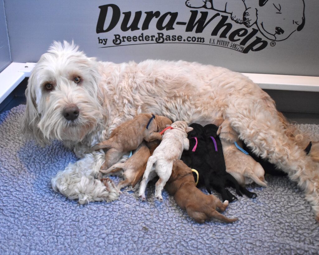 Labradoodles for Sale in Ventura | Brasken Labradoodles